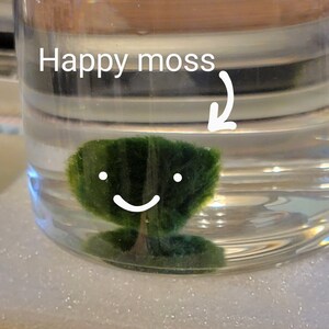 Self-cleaning Betta Fish Aquarium With Heater River Stones Food Free US ...