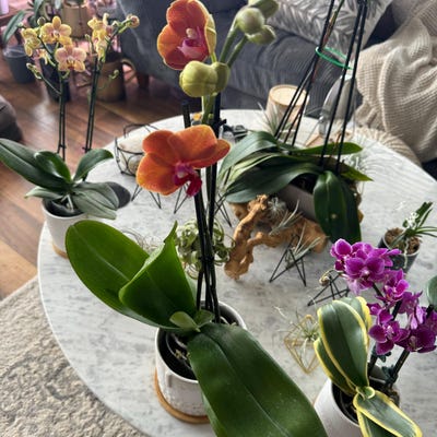 Miltoniopsis Maui Passion love Lace Edie Brown 4 Pot - Etsy