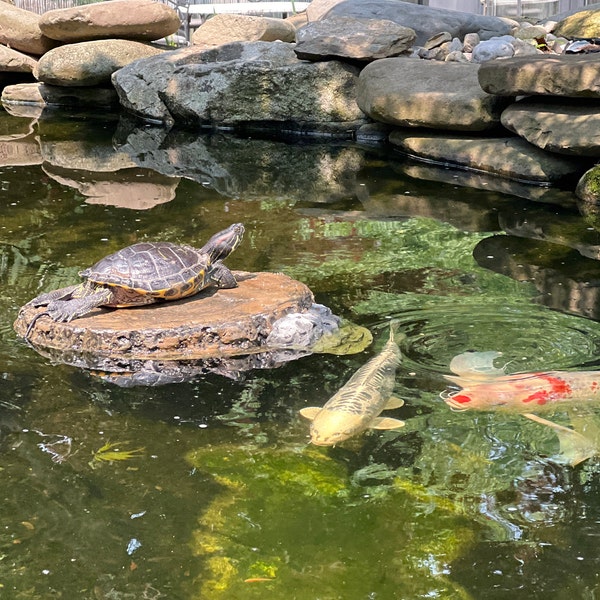 LARGE TURTLE RAFT, Basking Floating Dock for Red Eared Slider Turtles ...