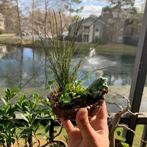 Sun Gold Threadleaf False Cypress chamaecyparis Pisifera 'sun Gold' - Etsy