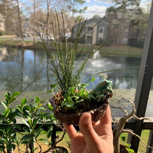 Sun Gold Threadleaf False Cypress (chamaecyparis Pisifera 'sun Gold ...