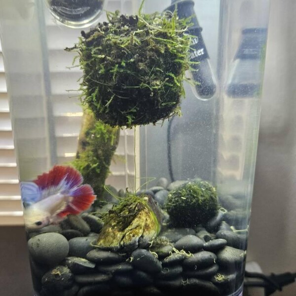 5 Indian Almond Leaves Nano, 5 Filao Cones & 10 Alder Cones Package for ...