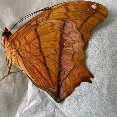 The Prola Beauty Red Flasher Butterfly panacea Prola - Etsy