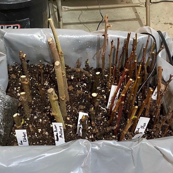 Medical Assistant Vinyl Decal in Maroon - Etsy