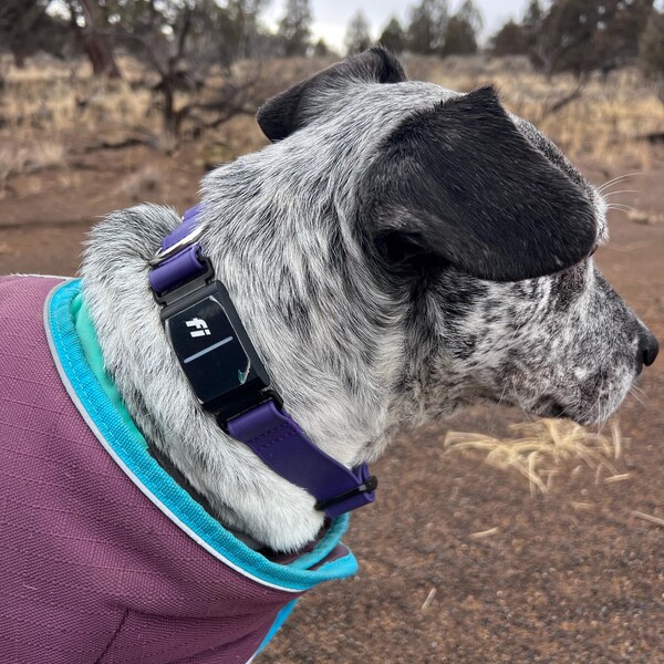 FRIDA Folksy Woodland Laminated Cotton // Laminated Cotton Dog Collar ...