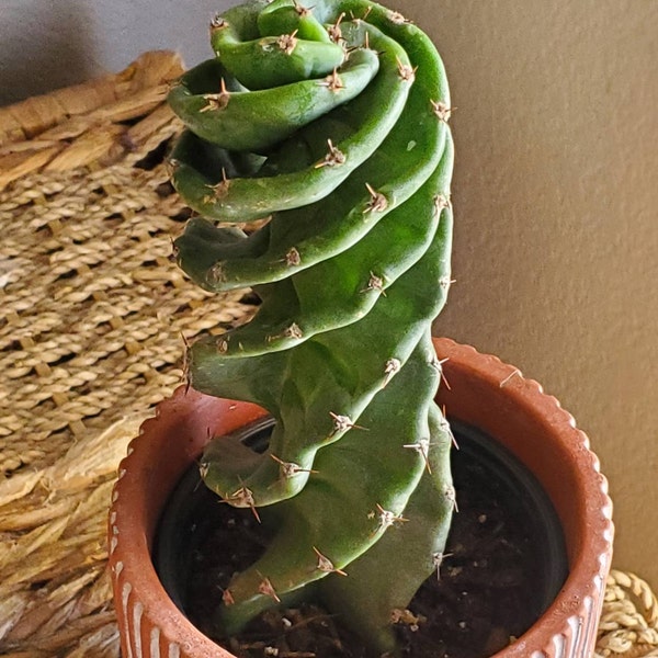 Spiral Cactus - Cereus Forbesii 'spiralis' - Twisted Rare Succulent ...