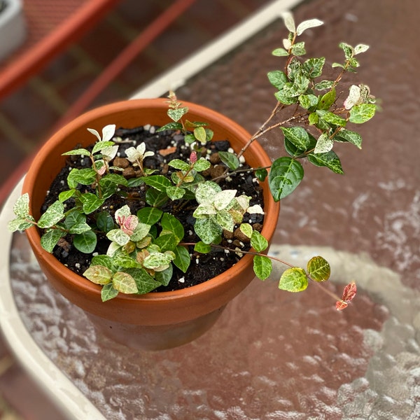 Mickey Mouse Ears Cactus - Etsy