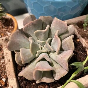 Graptoveria Opalina Succulent Plant 6 Pot | Etsy