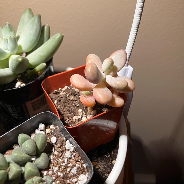 6" Hanging Glass UFO Capsule Plant Orb/terrarium - Etsy