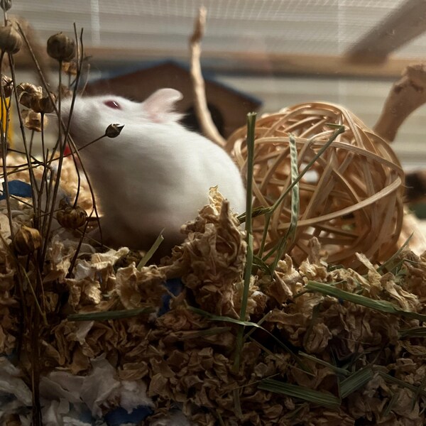 Flax Spray, Dried Flax Stems, Hamster Flax, Bird Flax, Hamster Flax ...