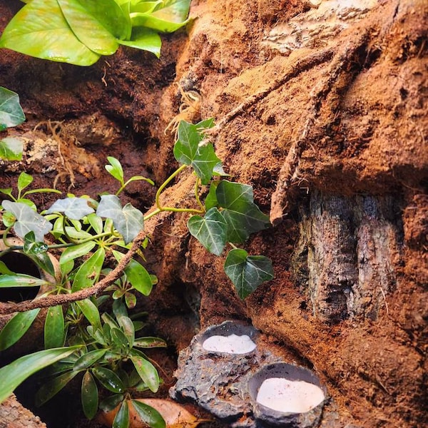 Bulk Cork Bark Flats - Terrarium Vivarium Orchid Air Plant Mount ...
