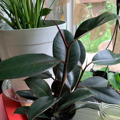 Rubber Tree Plant, Ficus Elastica, Black Prince, Rubber Fig, Rubber ...
