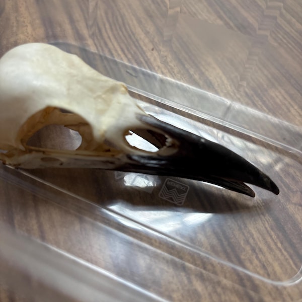 Real Magpie Crow Wings Taxidermy Gothic Curo Study Skeleton Bird Corvid ...