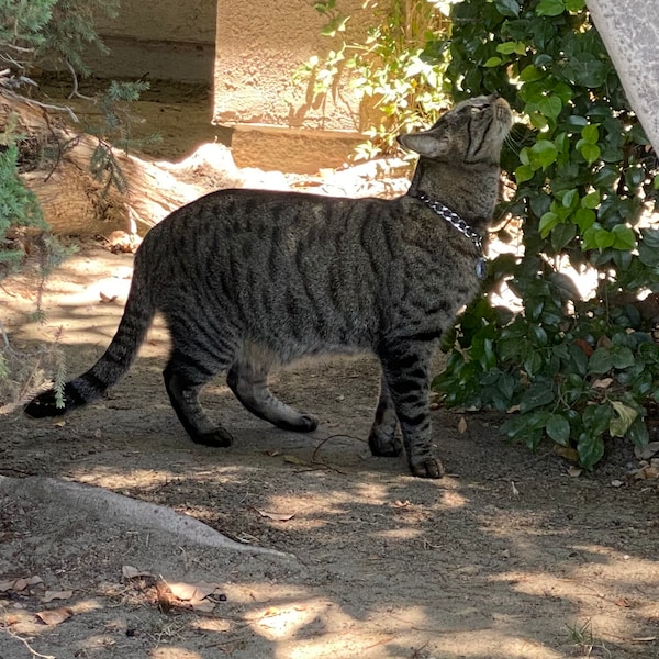 Chain Cat Collar, Medium Cuban Link Cat Necklace, Lightweight Cat ...