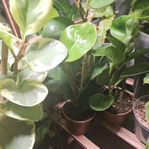 Striped Begonia | Begonia Listada | Rare Begonia | 4in Pot - Etsy