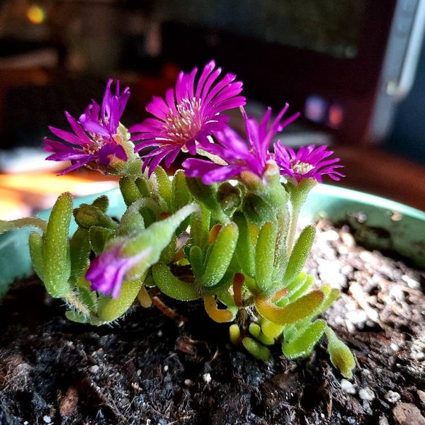 Beautiful Succulent: Dicrocaulon Ramulosum (l.bolus) Ihlenf Purple ...
