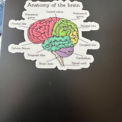 Anatomy of the Brain Die Cut Stickeritem39 - Etsy