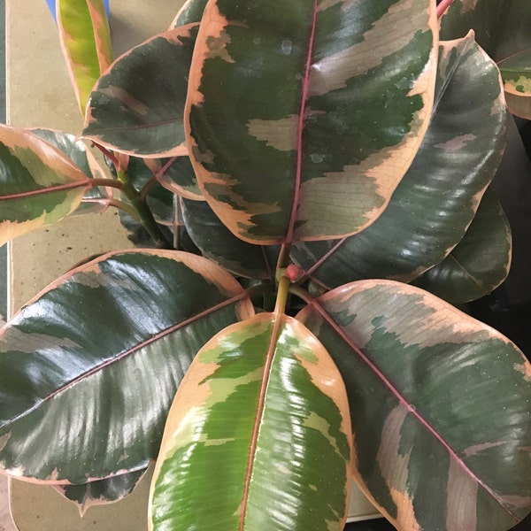 Ficus Decora RUBY Ficus Elastica Rubber Plant Live House Plant - Etsy