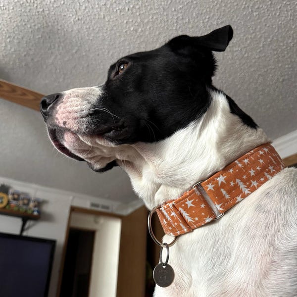 Orange and White Checkered Dog Collar, Martingale or Flat Collar, Dog ...