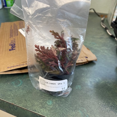 Selaginella Erythropus Sanguinea Red Ruby Club Moss Live Terrarium ...