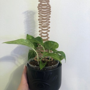 Plant Trellis Cebu Blue Pothos Plant Art Plant Decor | Etsy