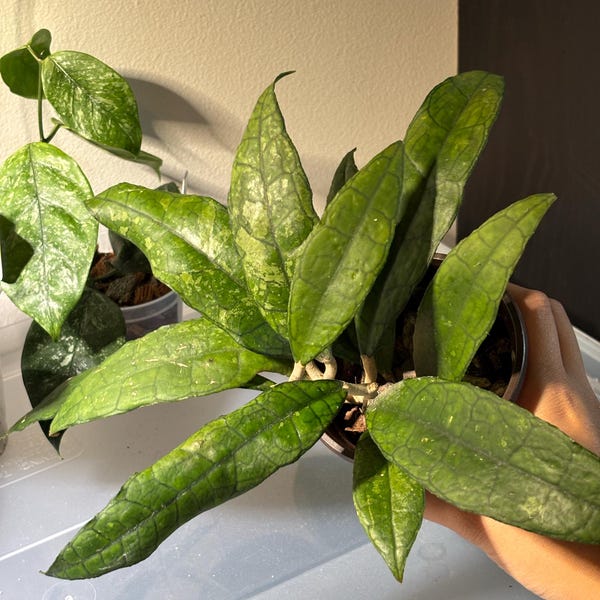 Teruno Sunshine Epipremnum/ Japanese Pothos/ Tropical Rare Plant ...