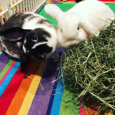 Peeking Cute Half Helicopter Lop Bunny Sticker Rabbit Laptop Decal ...