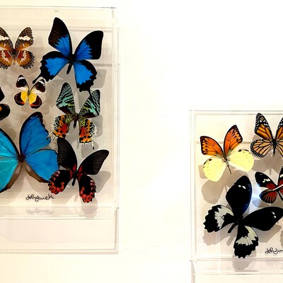 Butterfly Display, Framed Butterflies, Mounted Butterflies, Butterfly ...