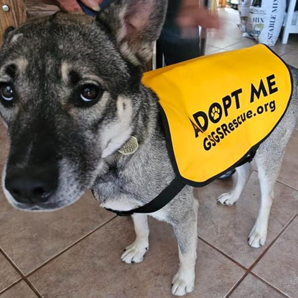 5-pack Adopt Me Dog Jackets Vests With GROUP NAME or WEBSITE - Etsy