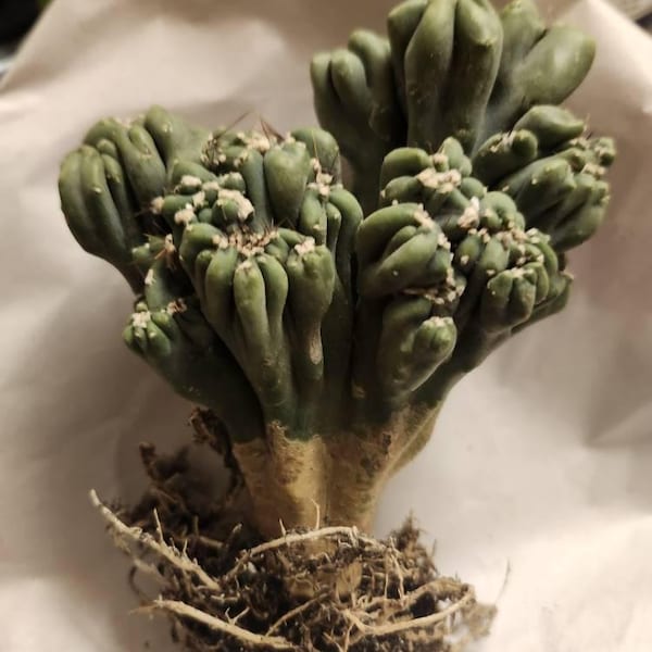 Echeveria ‘diana’ - Etsy