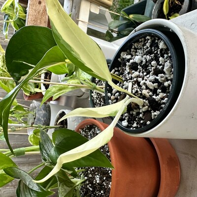Mutant Manjula Pothos New Variety Tropical Houseplant - Etsy