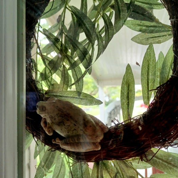 Enclosure Name Plate Ceramic - White's / Dumpy Tree Frog - Etsy