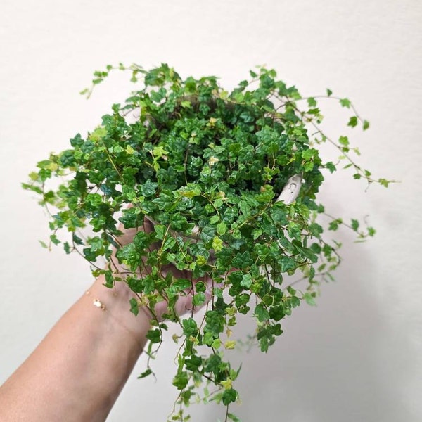 LIVE 6 Pot Ivy Plant, Hedera Helix, Plant Gift for Home, Dad Christmas ...