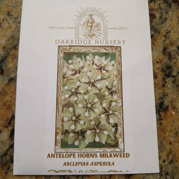 Texas Blue Yucca Seeds (yucca Pallida) Native Endemic Pale Yucca, Pale ...