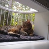 Cat Solarium Conservatory Package the Ultimate Cat Window Box. Cat ...