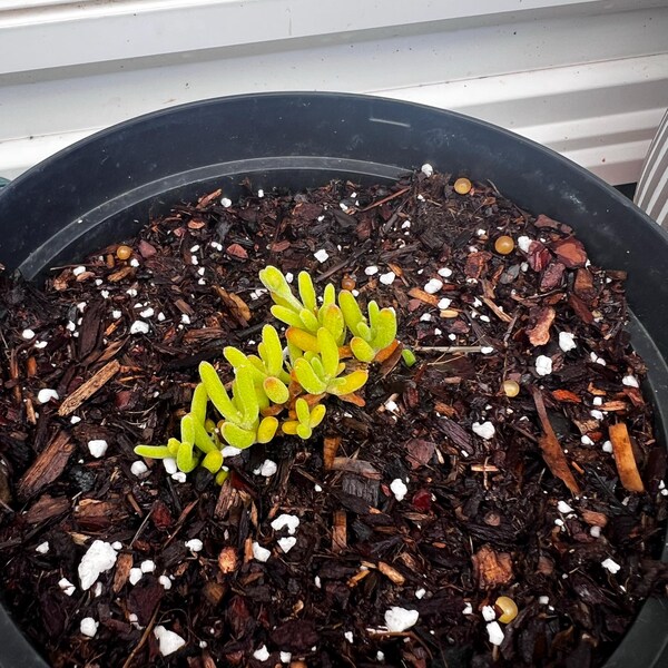 Beautiful Succulent: Dicrocaulon Ramulosum (l.bolus) Ihlenf Purple ...