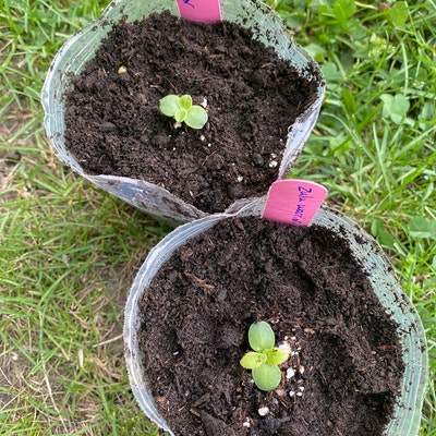 40 Sugar Baby Watermelon Seeds Citrullus Lanatus CI4040 - Etsy