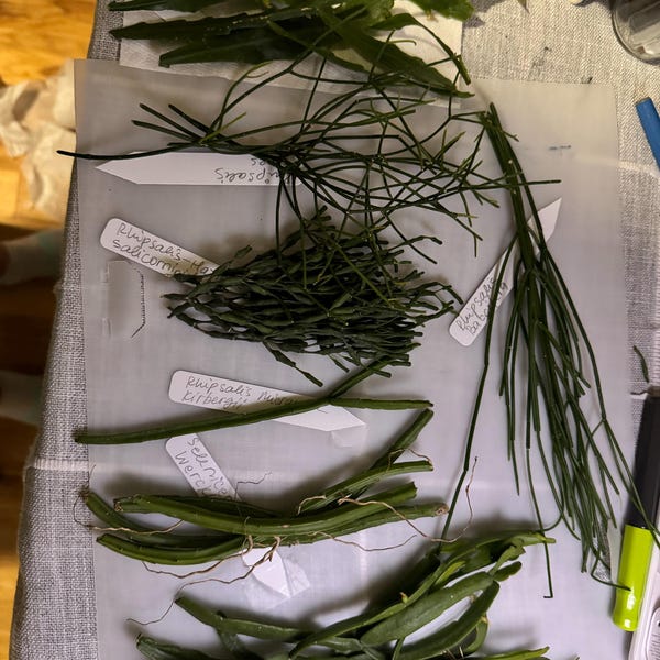 Rhipsalis Cereuscula, Rice Cactus, Coral Cactus Plants 4” Pot, 6” Pot ...