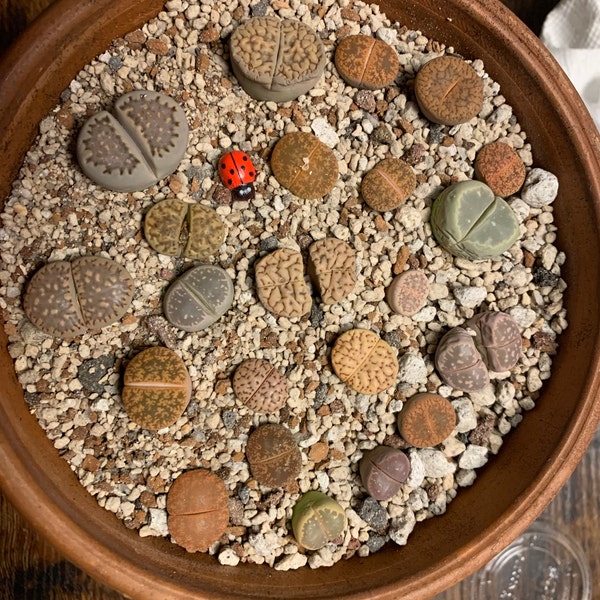 Live Limited Rare Lithops Olivacea C109 / Lithops Olivacea / Exotic ...