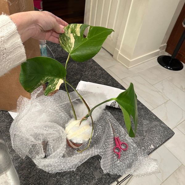 Epipremnum 'colorado Constellation' Rare Pothos - Etsy