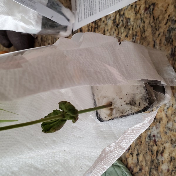 FORASTERO Theobroma Cacao Cocoa Chocolate Fruit Tropical Tree Potted ...