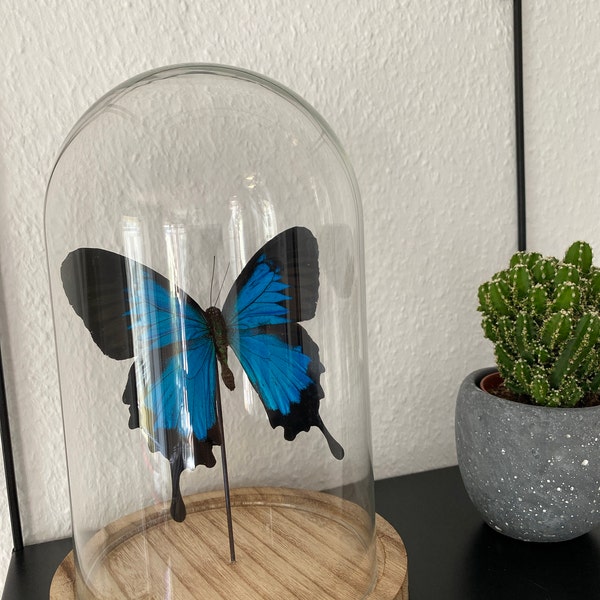 Stunning Graphium Weiskei Butterflies Encased in Glass Dome 31x23 Cm - Etsy