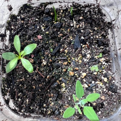 Billy Button Seeds, Craspedia, Billy Balls, Craspedia Globosa CD0150 - Etsy