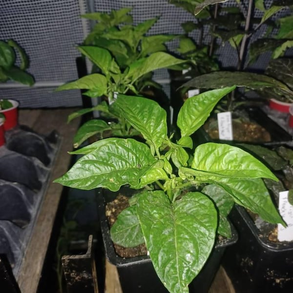 Scorpion Apocalypse Pepper Starter Live Plants (2.5" Pot) - Etsy