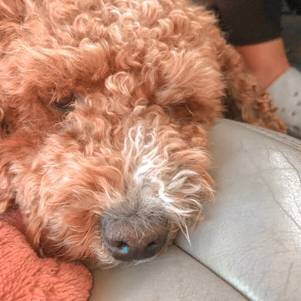 Lightroom Mobile Preset - Cozy Bookstagram | Instagram | Warm Filter ...