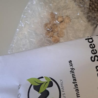 Vietnam Broccoli Seeds Cải Rổ Jie Lan Gai Lan Rapini Rabe Kale Stem ...
