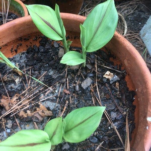 10 Ibicella lutea Seeds Martynia lutea Proboscidea lutea | Etsy