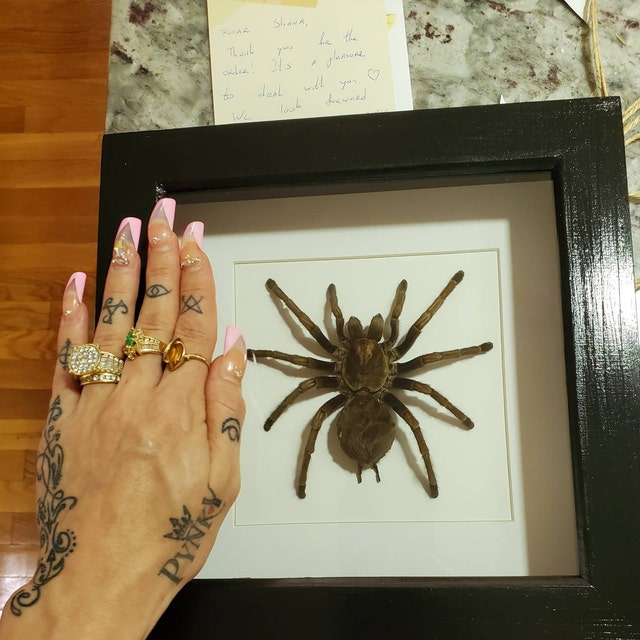 Real framed spiders and insects by TarantulaBox on Etsy