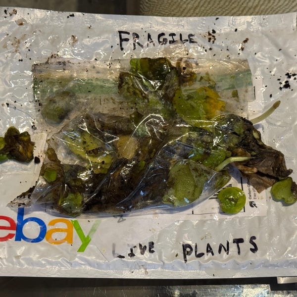 Laurelin and Telperion Two Trees of Valinor, Tolkien Art of Yavanna's ...