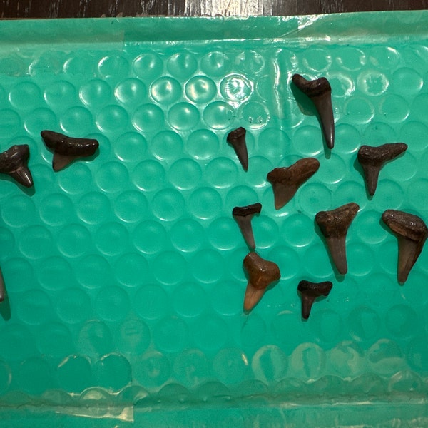 Shark Tooth Earring Studs Real Fossilized Shark Teeth - Etsy